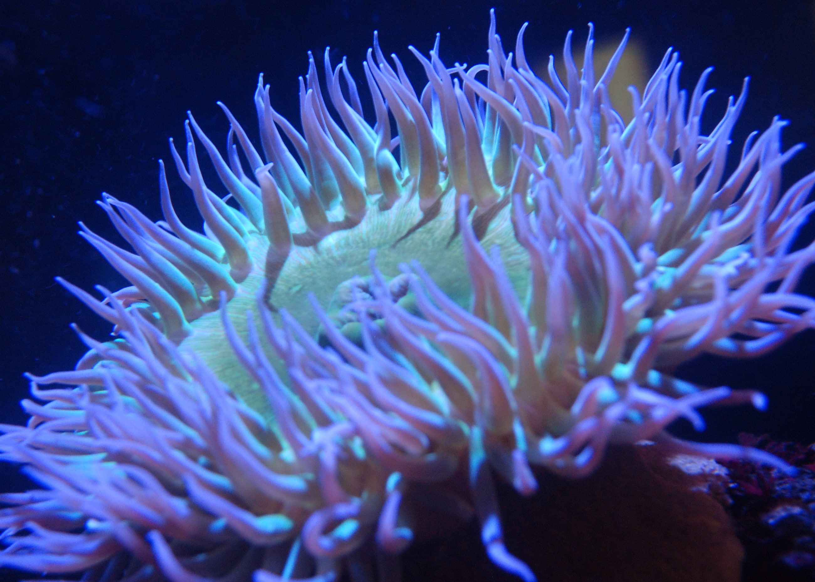 Green Sea Anemone | Cabrillo Marine Aquarium - San Pedro, California